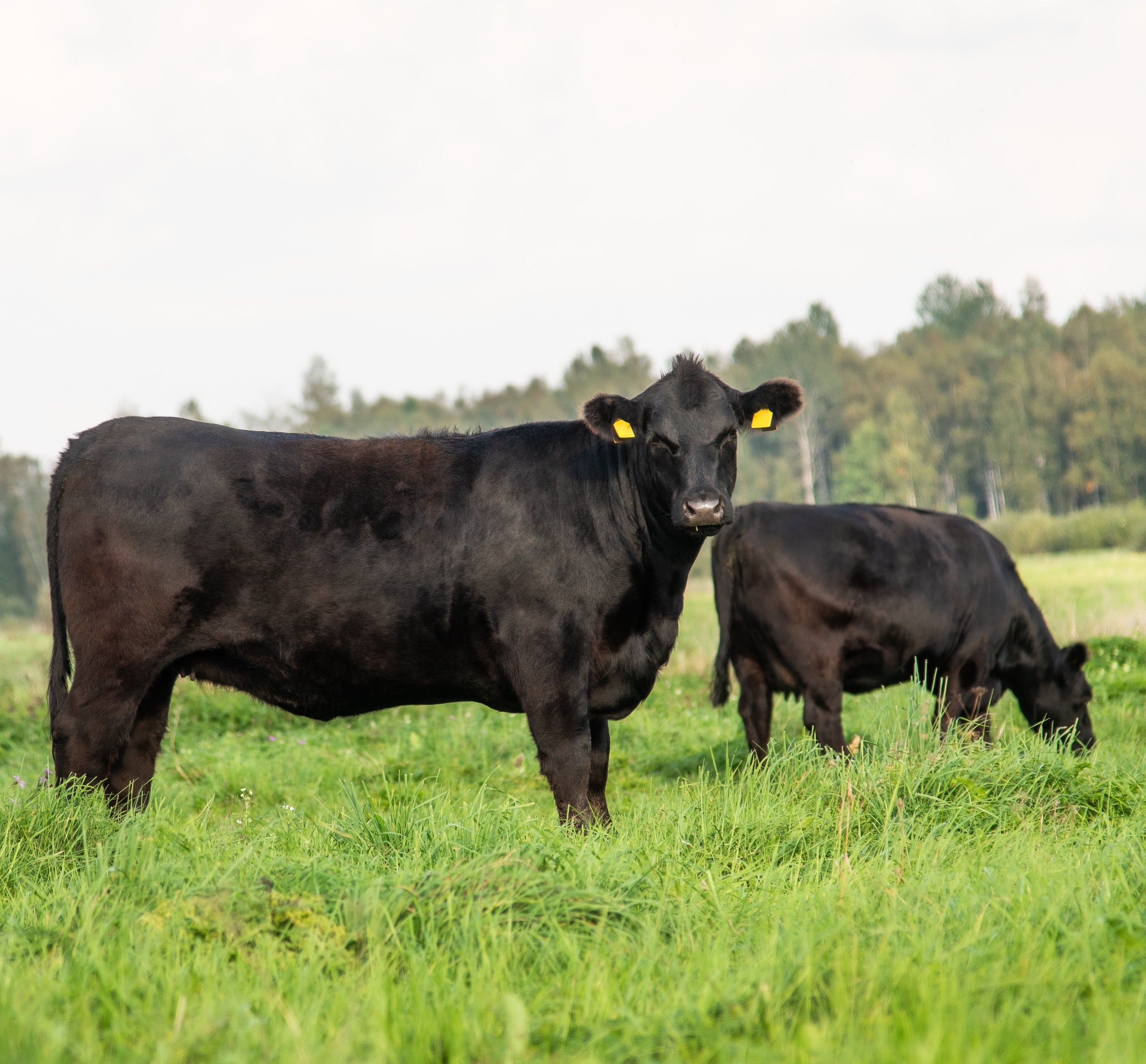 Krogmodnet Dansk Angus Kødkvæg – Vildtkøkken og Slagteri / VKS